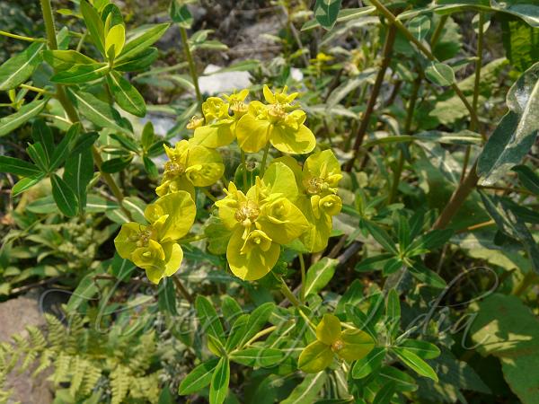 Euphorbia wallichii - Himalayan Spurge